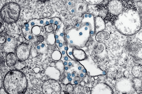 Skin-Gut-Brain Axis – NOURISHED3